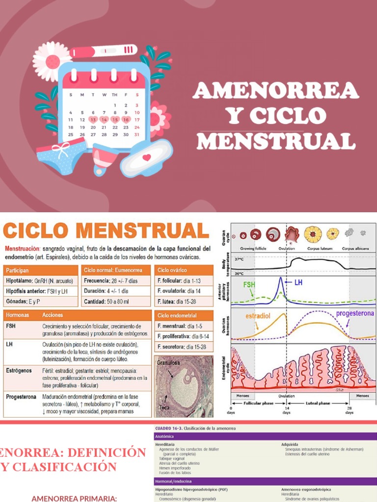 Amenorrea y Ciclo Menstrual | PDF | Menstruación | Ciclo menstrual