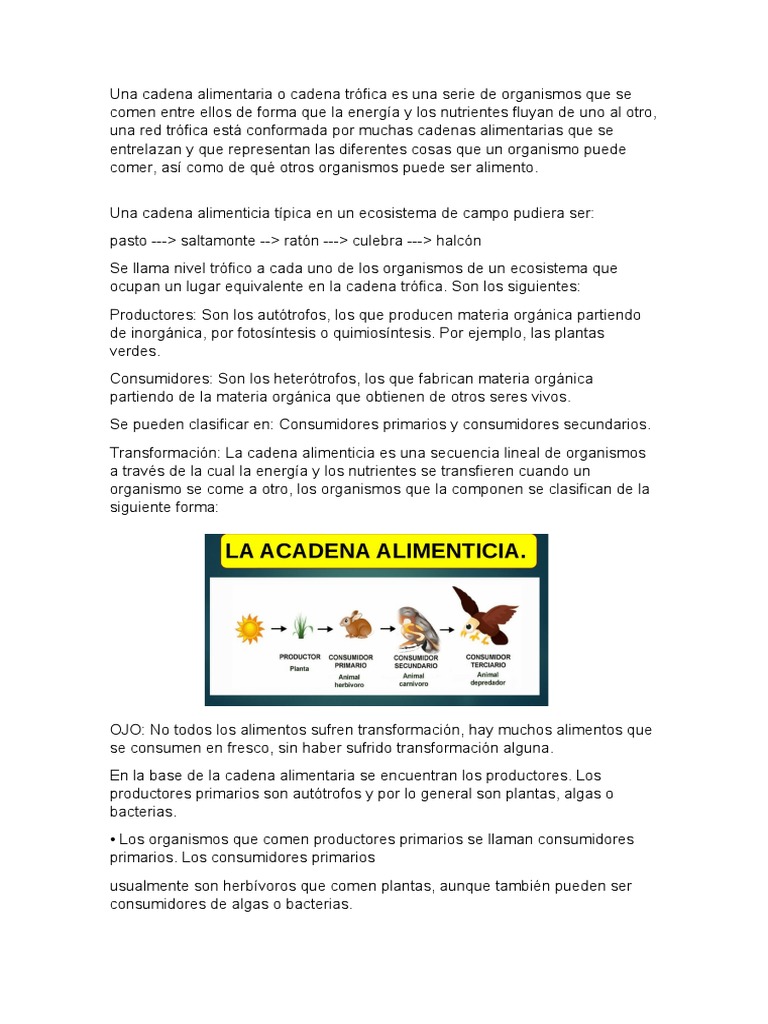 Cadena Alimenticia: Estructura y Ejemplos | PDF | Ciencia y matemáticas