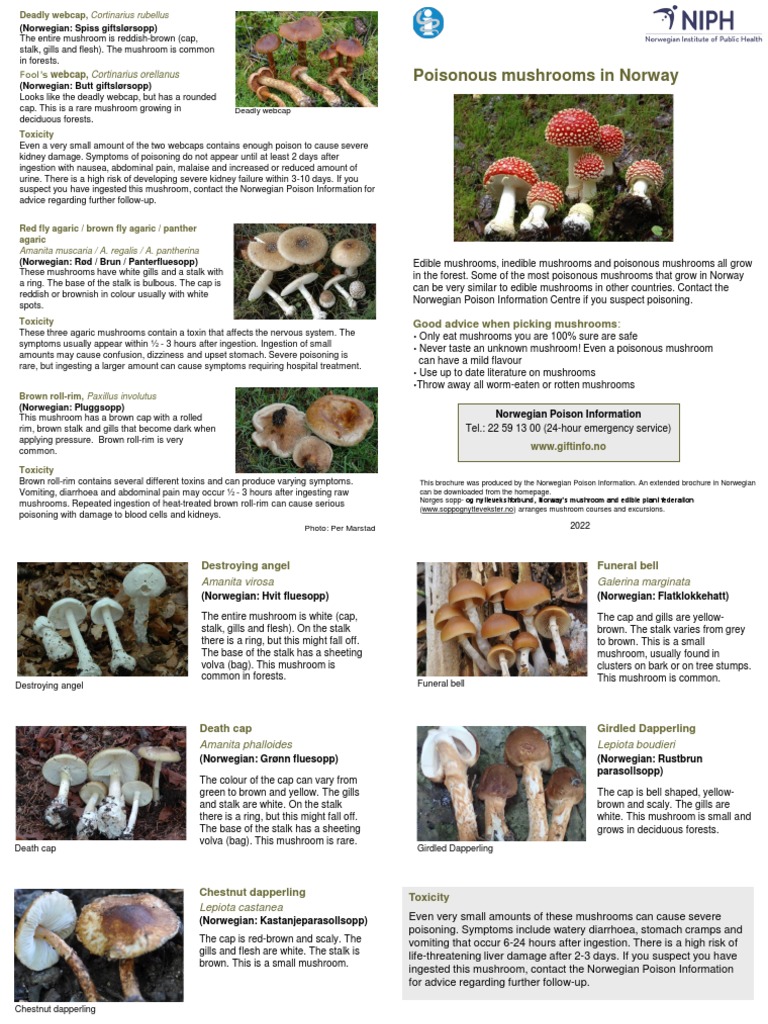 Poisonous Mushrooms in Norway | PDF | Science & Mathematics
