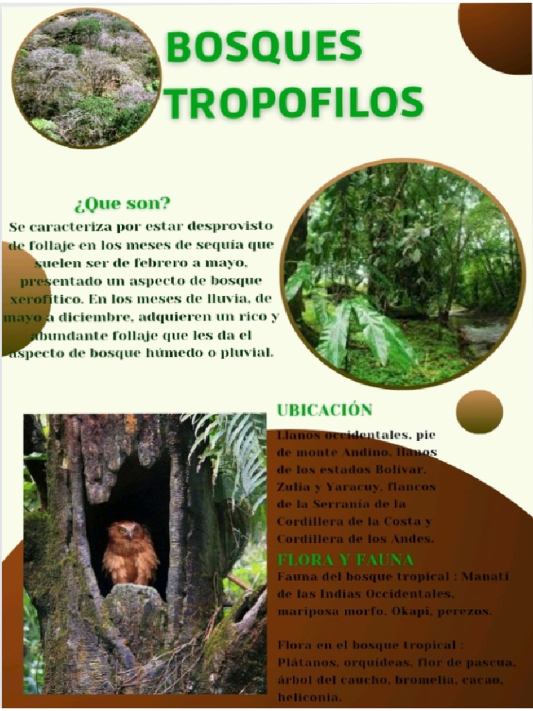 Folleto Bosques Tropofilos | PDF