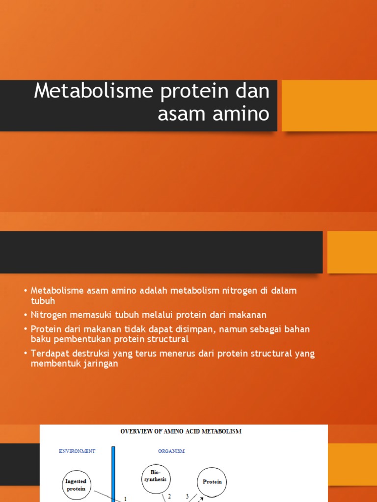 Metabolisme protein dan asam amino | PDF
