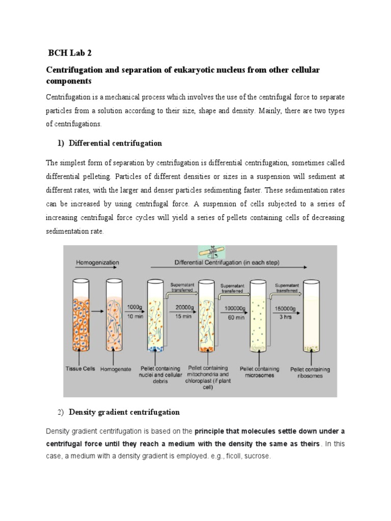 Eukaryotic Nucleus Separation Guide | PDF | Science & Mathematics