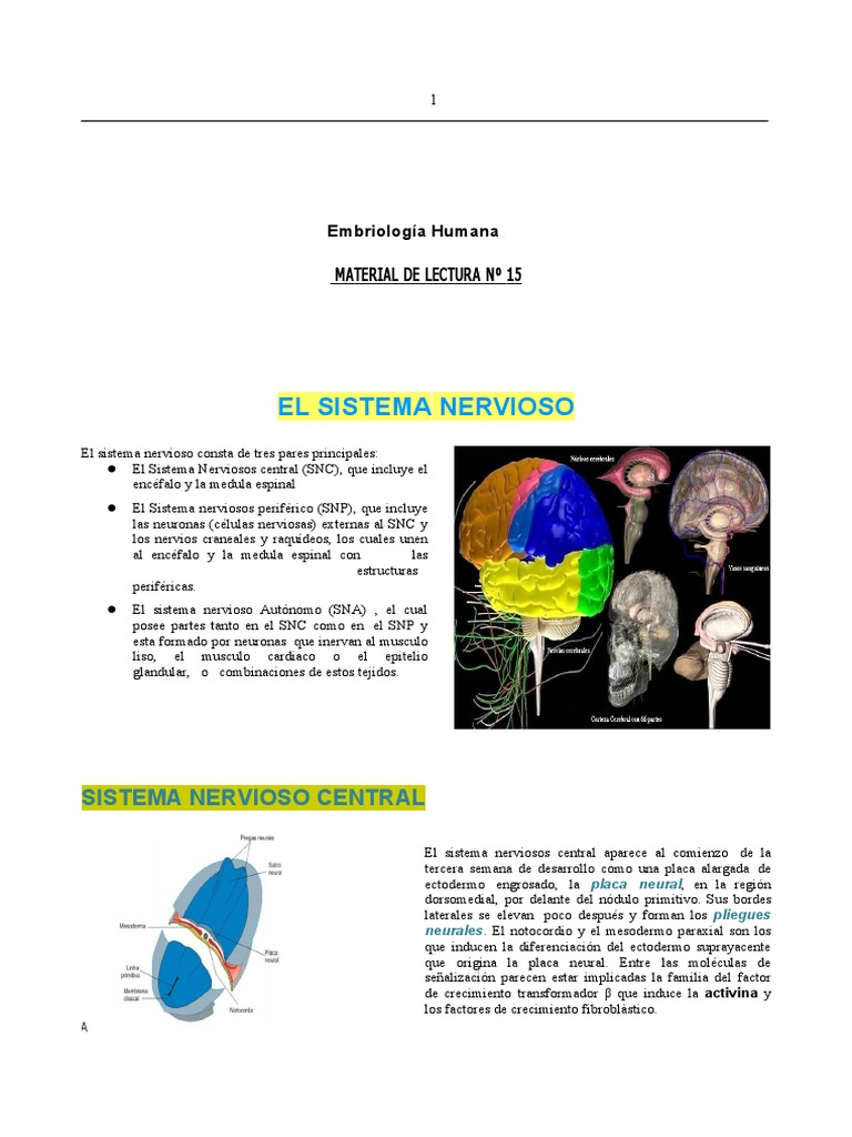 Sistema Nervioso | PDF