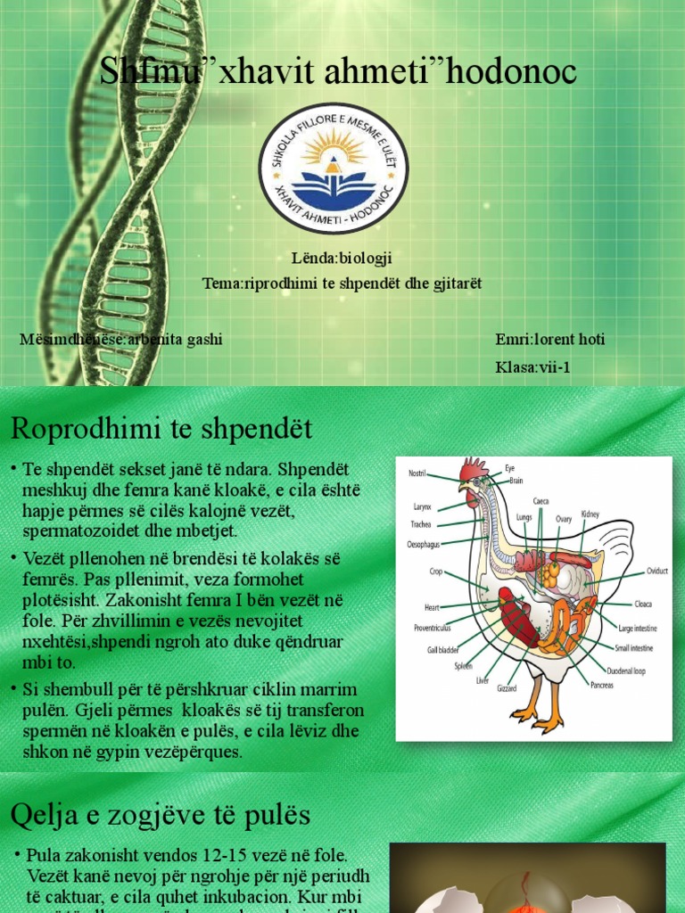 Biologji Riprodhimi Te Shtazët L.H | PDF