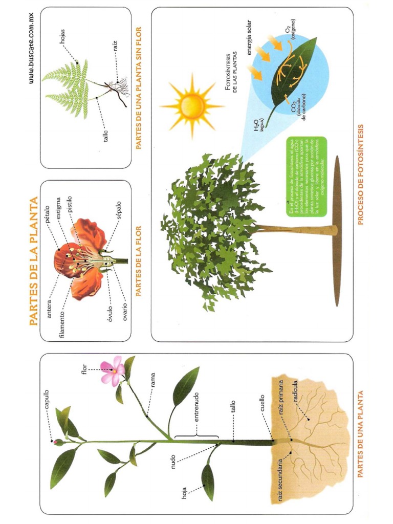 Pastes de La Planta | PDF