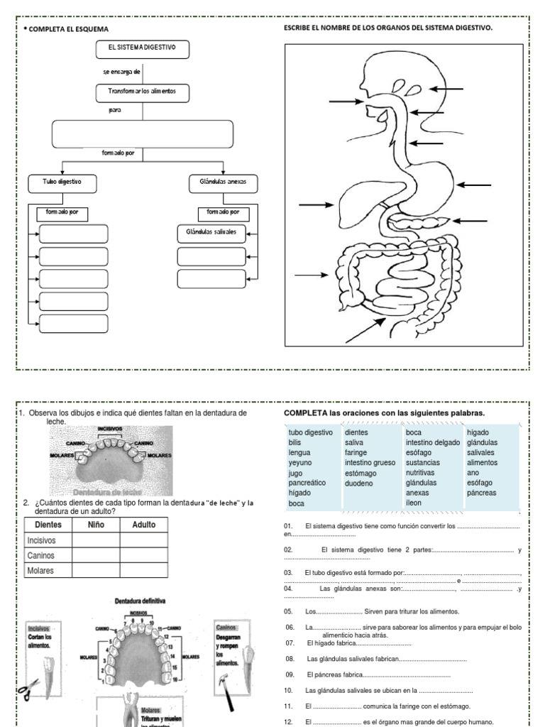 Actividad Sistema Digestivo | PDF | Sistema digestivo humano | Anatomía ...