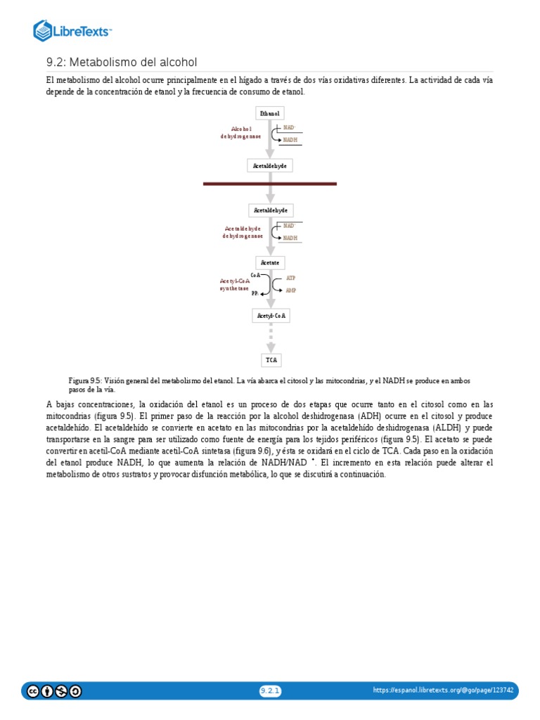 9.02 Metabolismo Del Alcohol | PDF | Bioquímica | Química