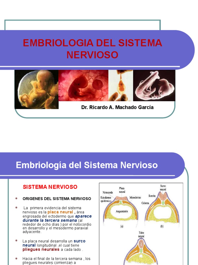 Embriologia Del Sistema Nervioso 1 | PDF | Médula espinal | Sistema ...