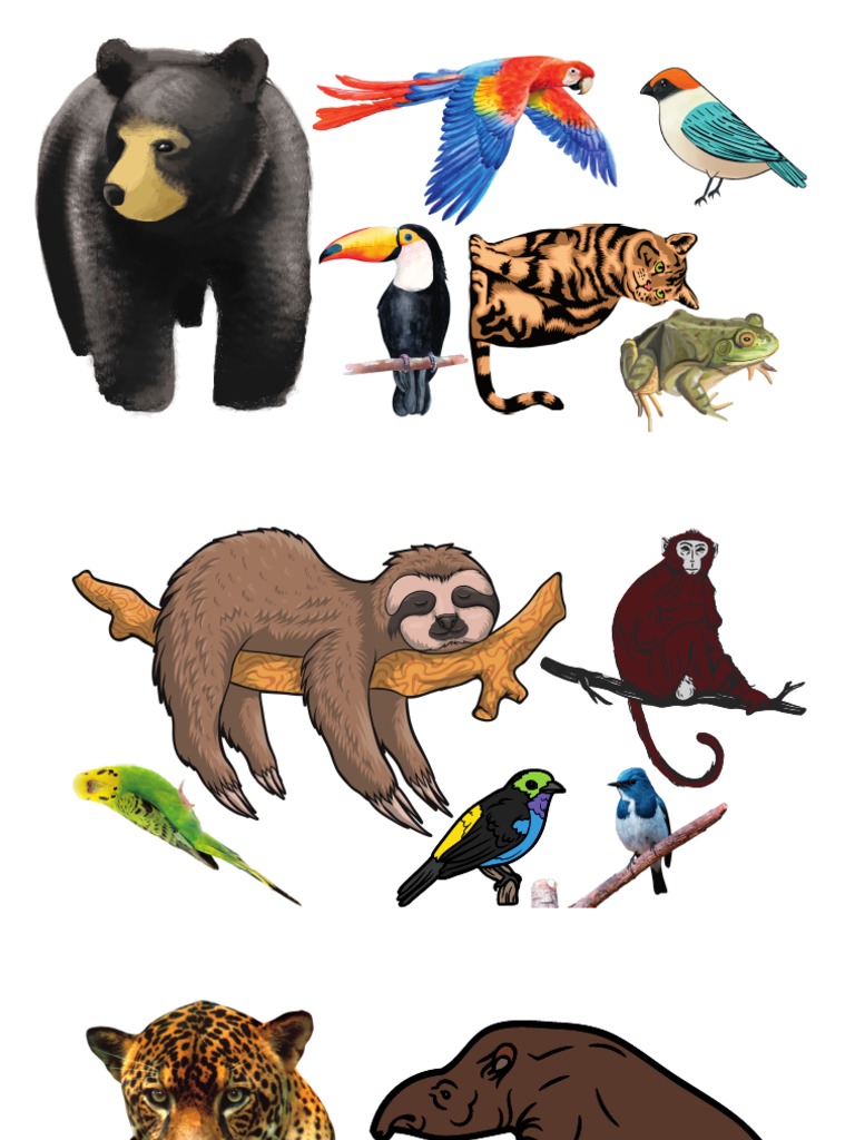 Región Andina - FAUNA | PDF