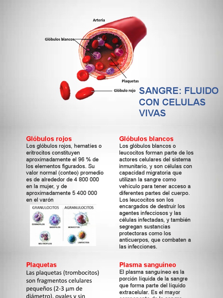 La Sangre | PDF | Sangre | Anatomia animal