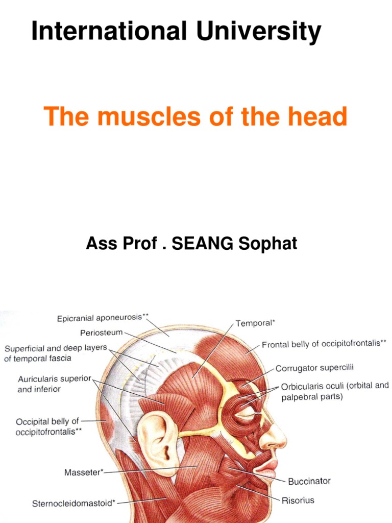 The Muscles of The Head | PDF | Human Nose | Musculoskeletal System