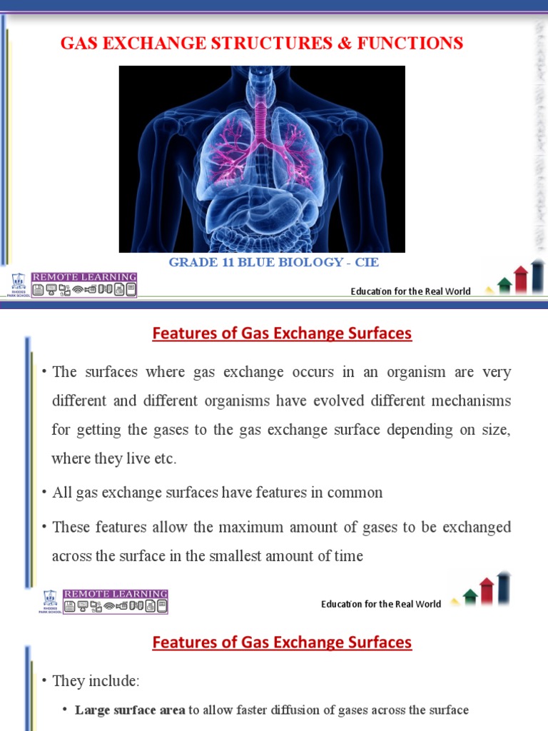Gaseous Exchange - Lesson Notes | PDF