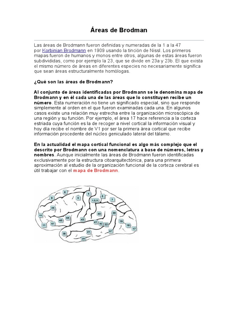 Áreas de Brodman | PDF | Corteza cerebral | Lóbulo temporal