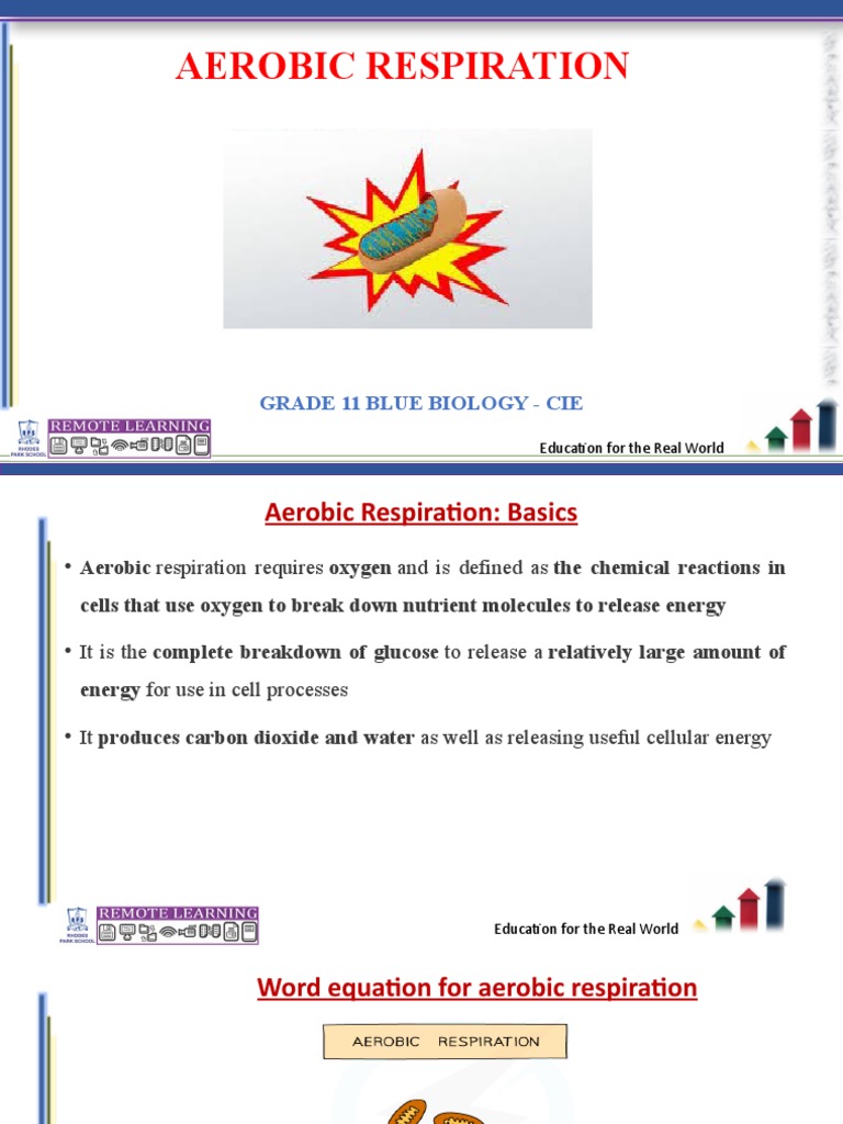 Aerobic Respiration - Lesson Notes CIE (Autosaved) | PDF