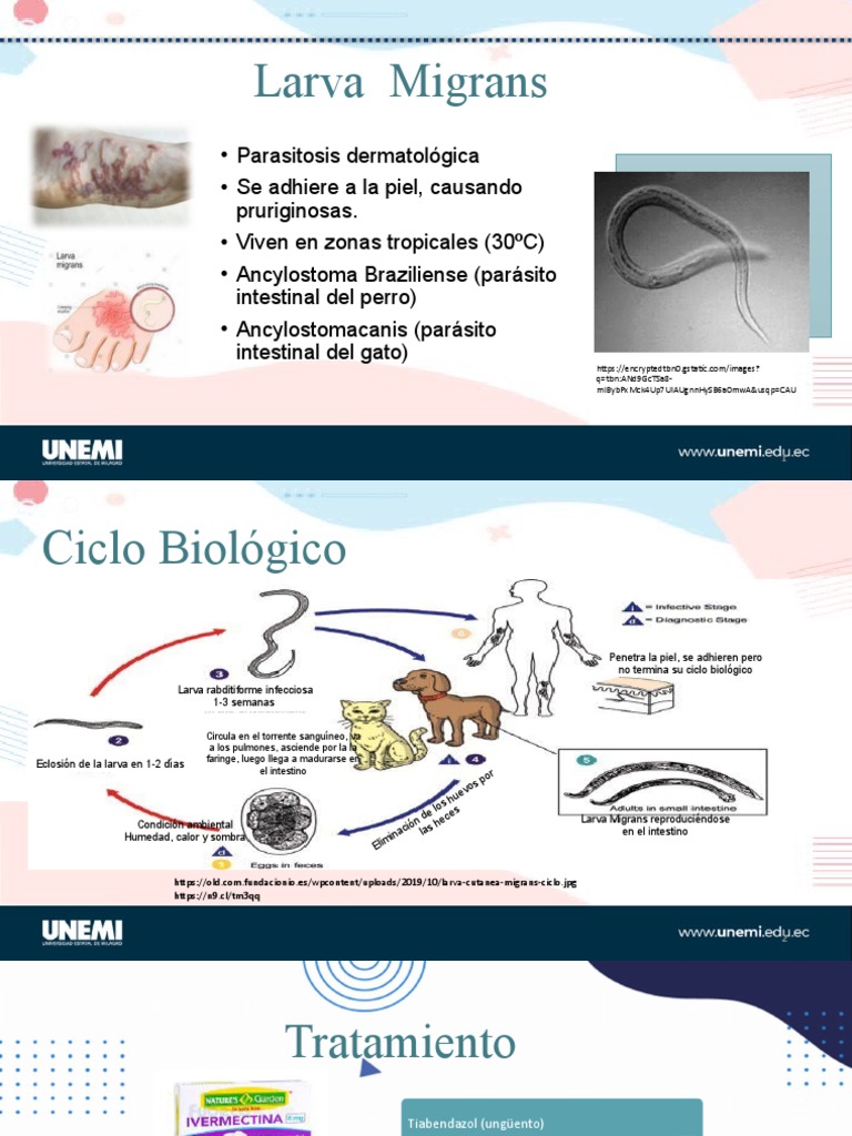 Larva Migrans | PDF | Enfermedades y trastornos | Medicina CLINICA
