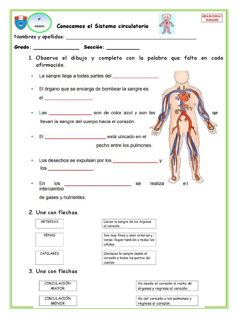 FICHA DE CIENCIA Y TECNOLOGIA - Sistema Circulatorio | PDF
