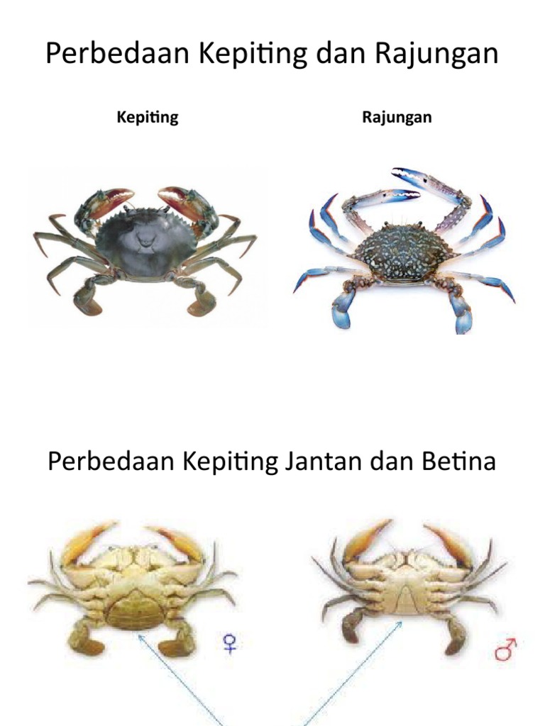 Perbedaan Kepiting Dan Rajungan | PDF