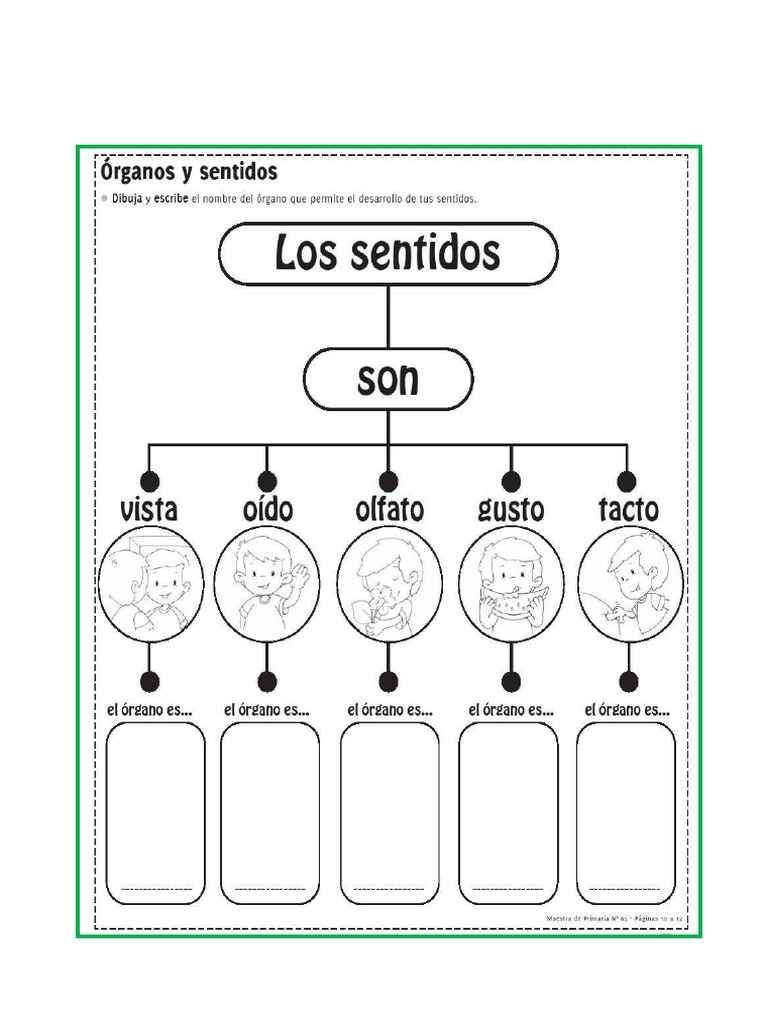 Ficha 2 CT Los Organos de Los Sentidos | PDF