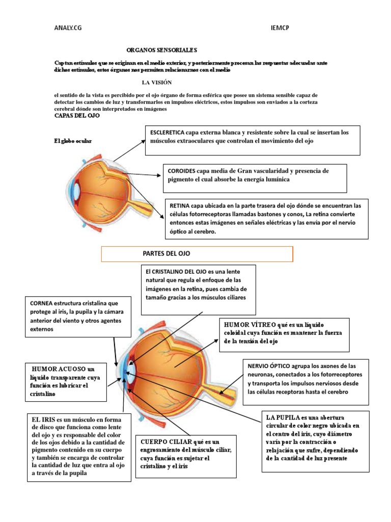 Organos Sensoriales 2023 | PDF | Ojo humano | Gusto