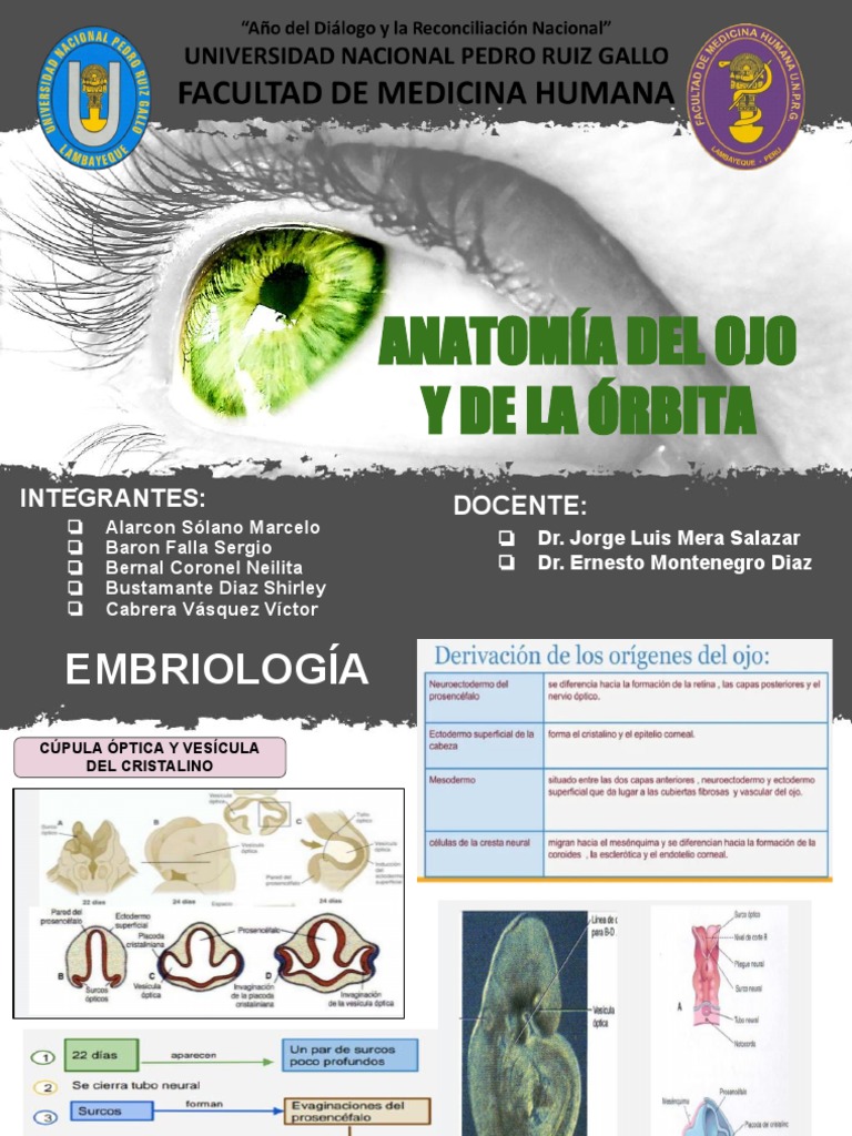 Seminario 1 - Anatomia Del Ojo y de La Orbita - Grupo-A1 | PDF