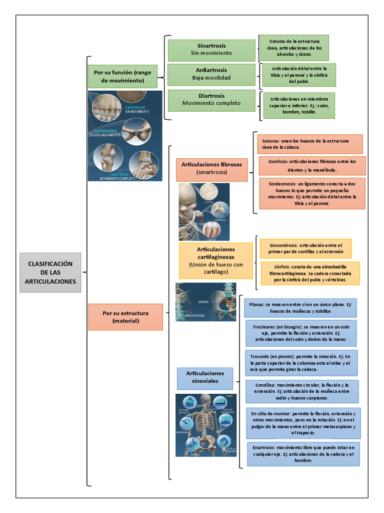 Clasificación de Las Articulaciones | PDF | Articulación | Anatomía