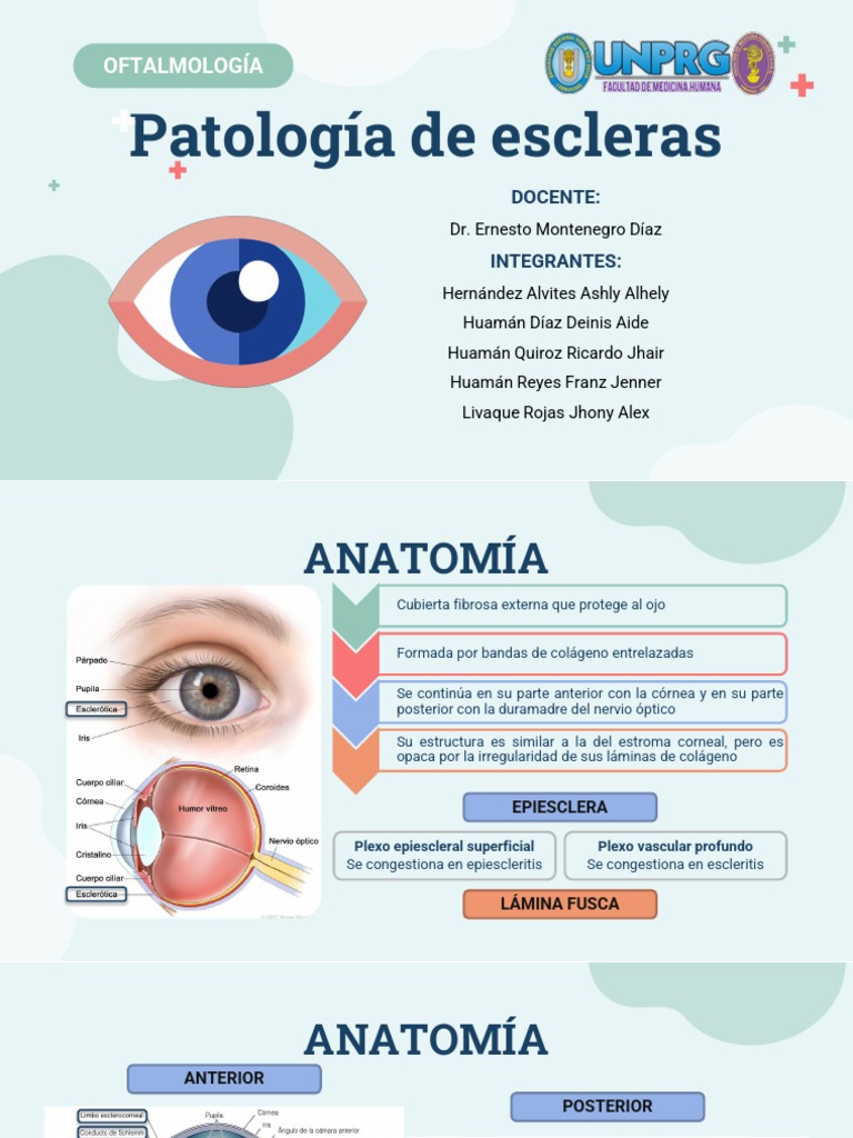 Seminario 5 Esclera Grupo b1 | PDF | Ojo | Sistema inmune