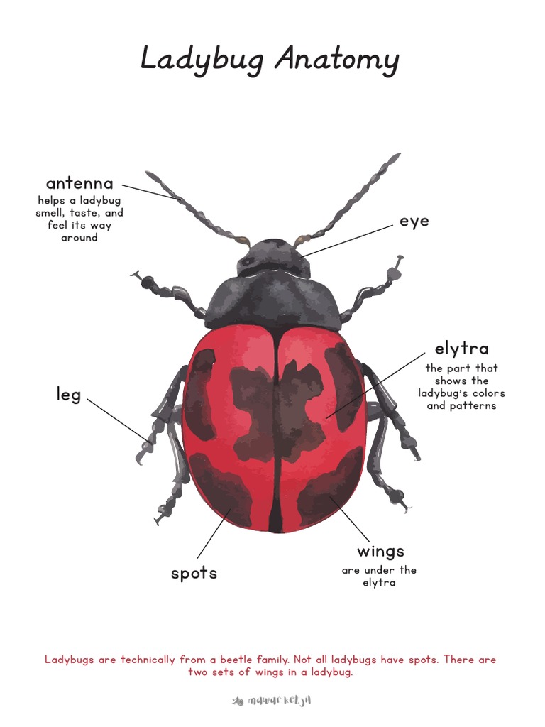 Anatomy Bugs | PDF | Beetle | Anatomy
