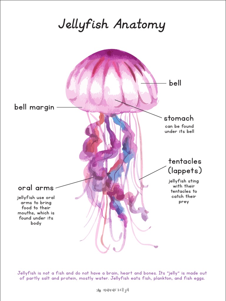 Anatomy Ocean | PDF | Whales | Dolphin