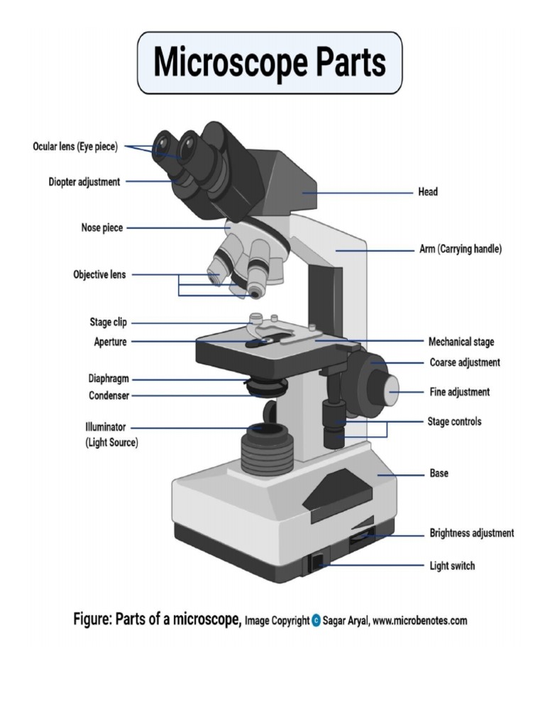 Compound Microscope Definitions For Labels | PDF | Optical Devices | Lenses