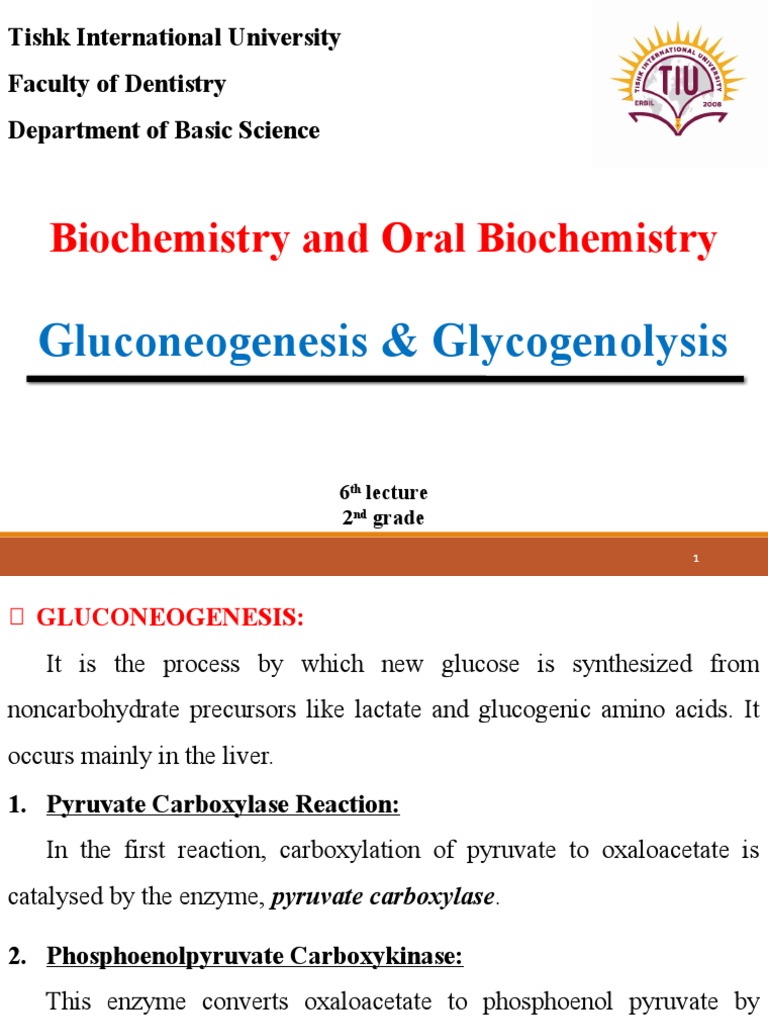 Gluconeogenesis and Glycogenolysis | PDF | Glycolysis | Glucose