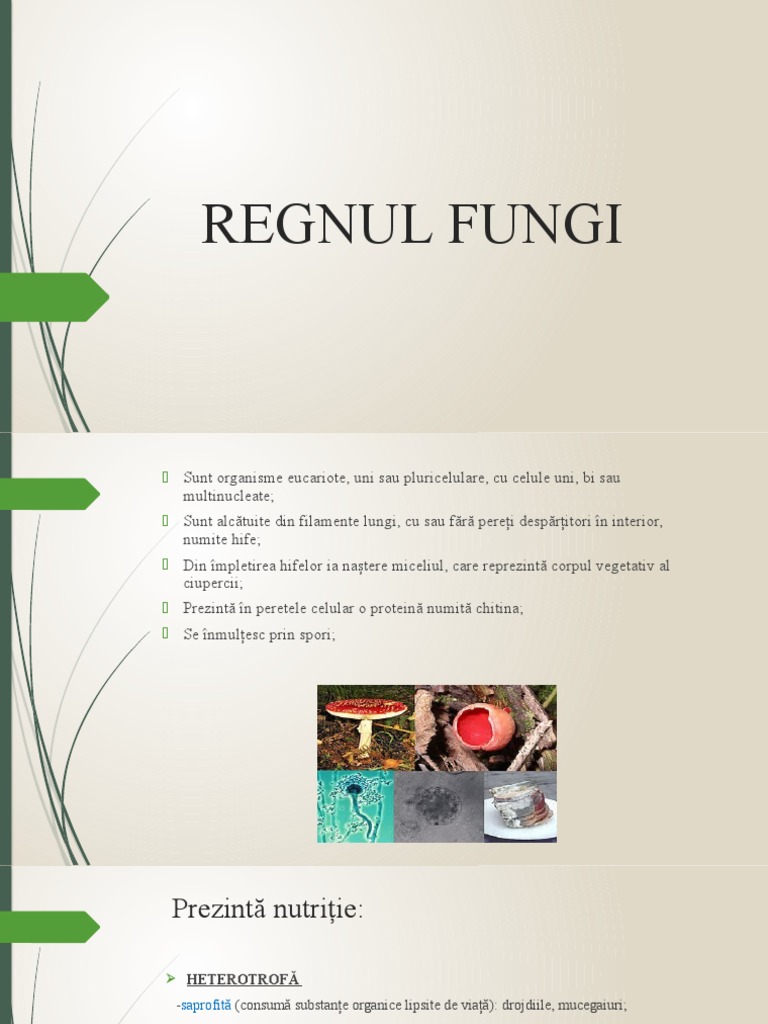 Regnul Fungi | PDF