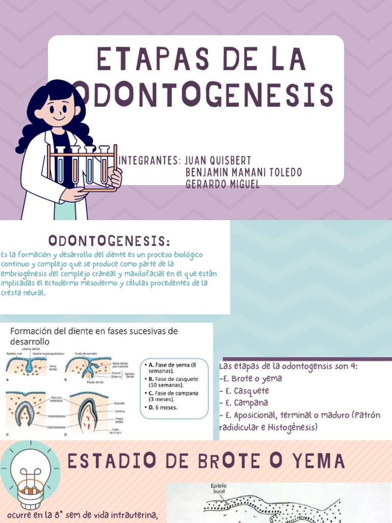 Etapas de la Odontogénesis: Proceso Dental | PDF