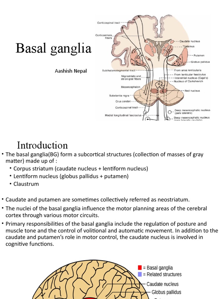 Basal Ganglia Anatomy Ppt