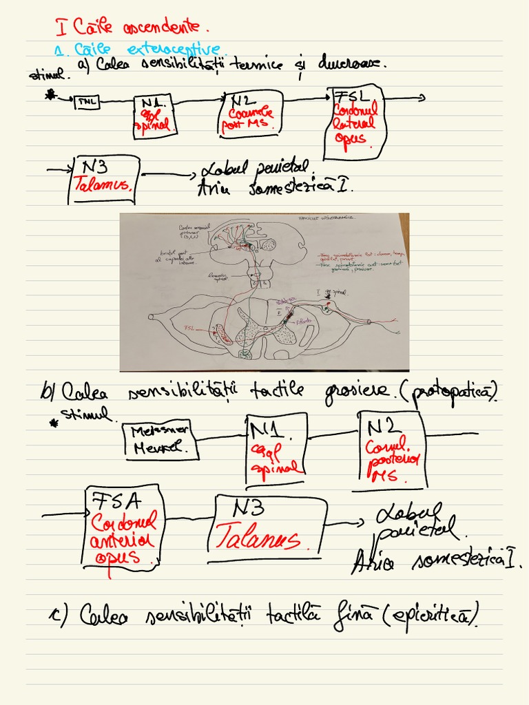 Caile Ascendente Si Calea Piramidala | PDF | Neuroscience | Nervous System