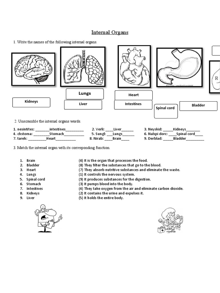 Internal Organs Fun Activities Games - 30643 | PDF