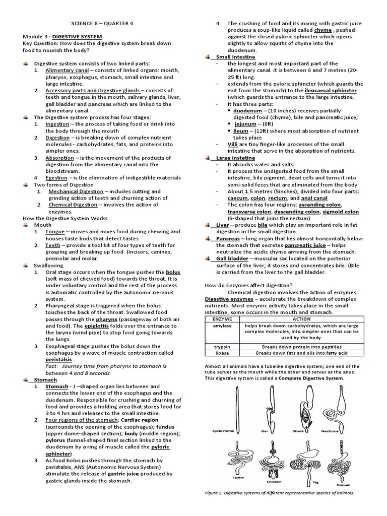 Digestive System Study Guide | PDF