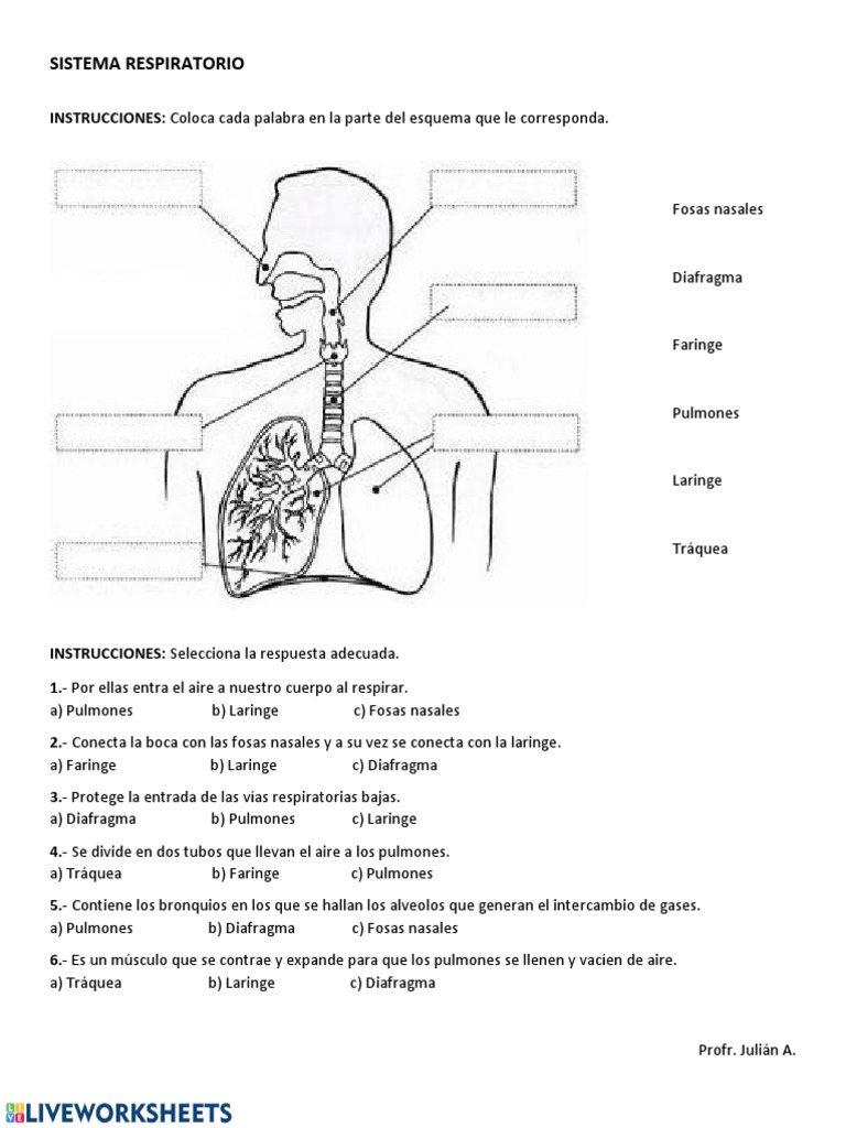 Examen Sistema Respiratorio | PDF
