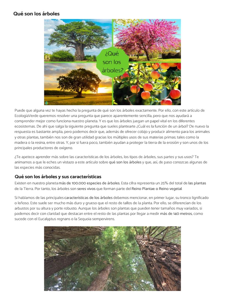 Qué son los árboles - ecologiaverde.com | PDF | Arboles | Plantas