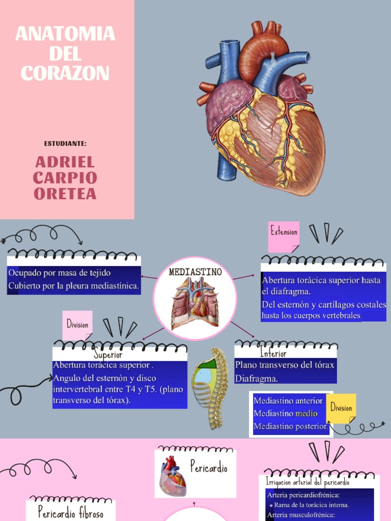Anatomia Del Corazon | PDF
