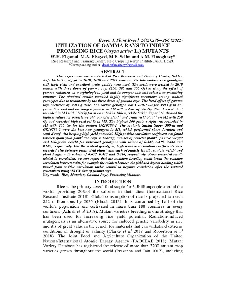 Rice Mutation via Gamma Rays | PDF | Plant Breeding | Absorbed Dose