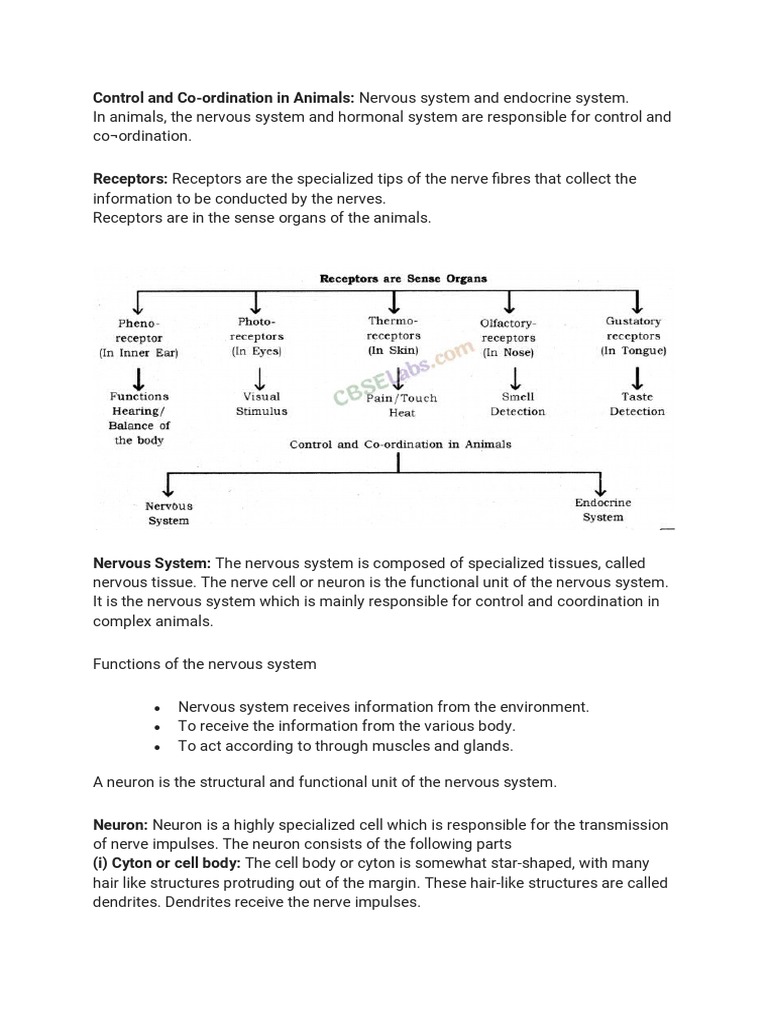 CHP 7 Class 10 | PDF | Nervous System | Neuron