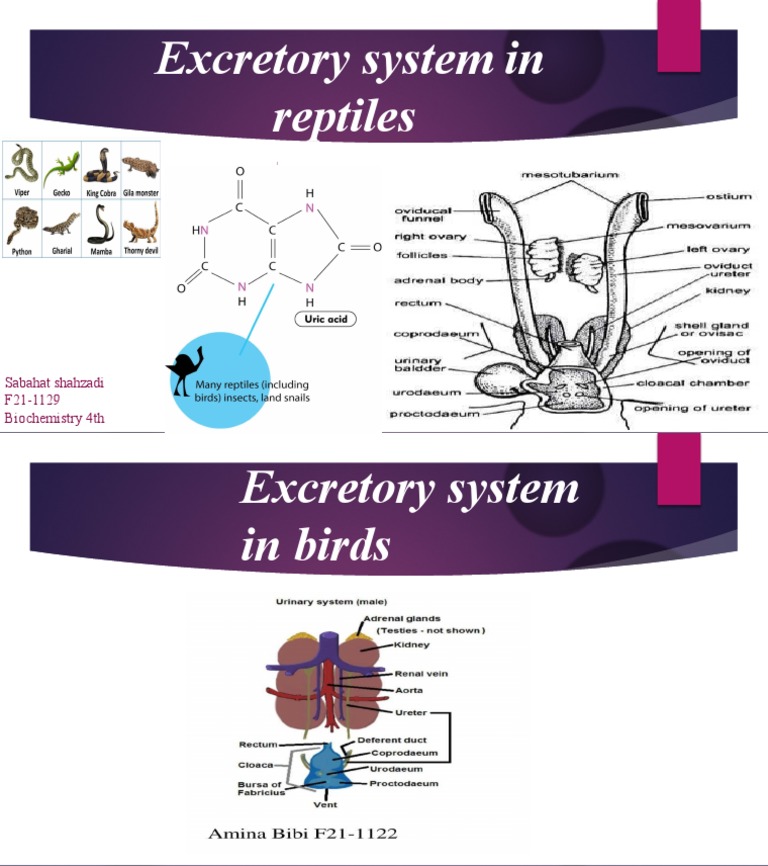 Reptile & Bird Excretory Systems | PDF