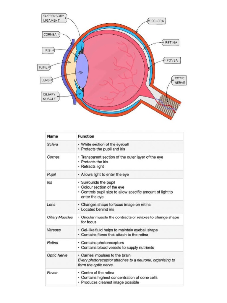 The Eye Image Annotated | PDF