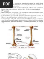 Surco Intertubercular del Húmero | PDF | Articulaciones | Anatomía humana