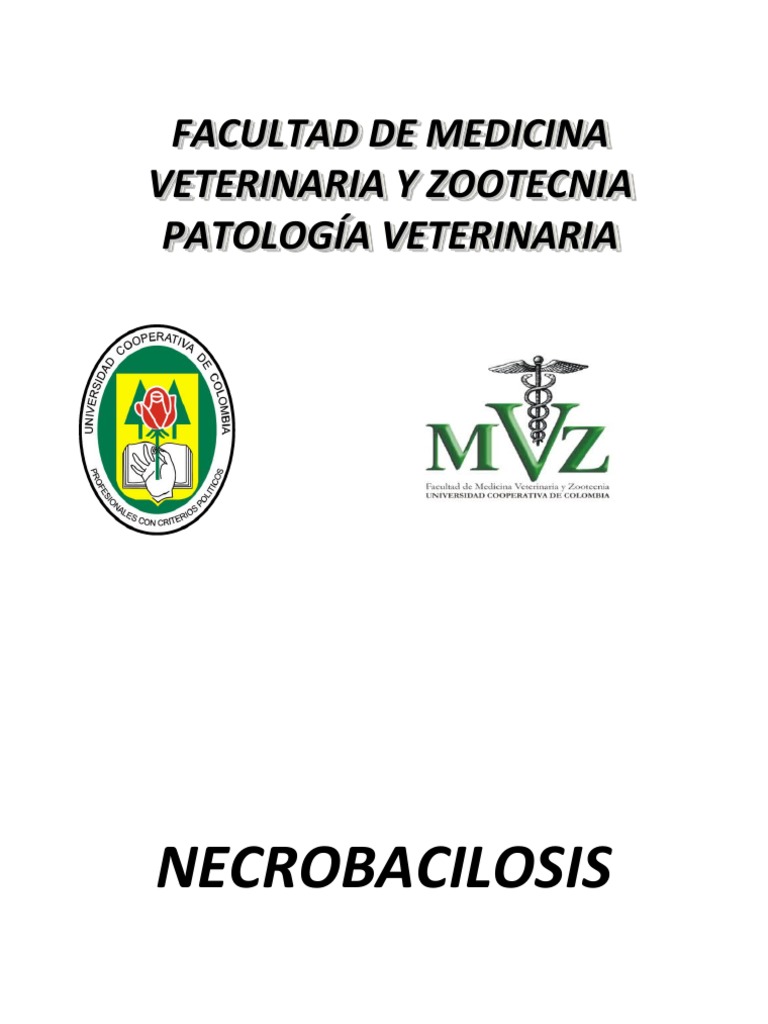 Fusobacterium Necrophorum - Necrobacilosis | PDF | Inmunología ...