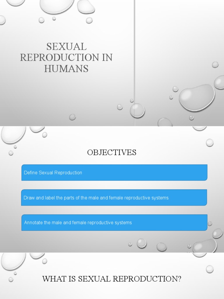 Sexual Reproduction In Humans Download Free Pdf Reproductive System