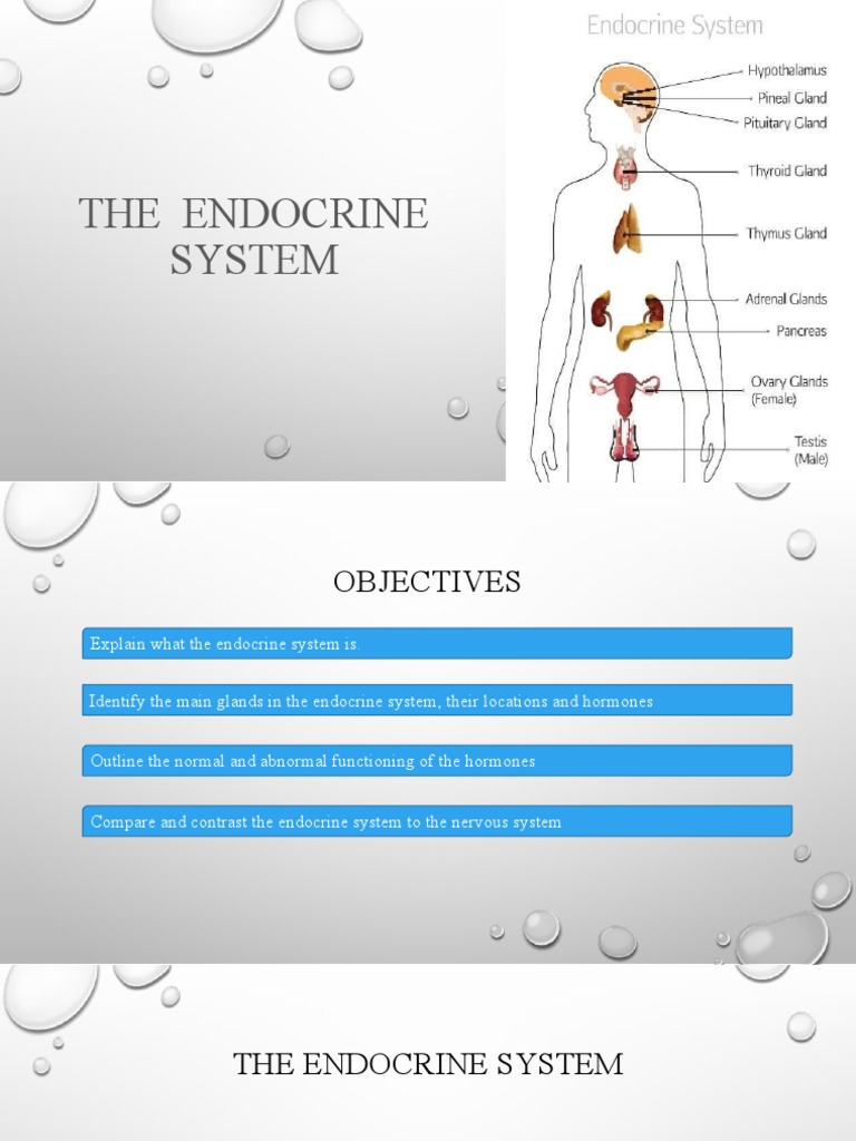 Endocrine System | PDF | Endocrine System | Hormone