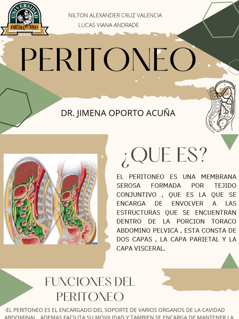 Peritoneo Anatomia | PDF | Abdomen | Peritoneo