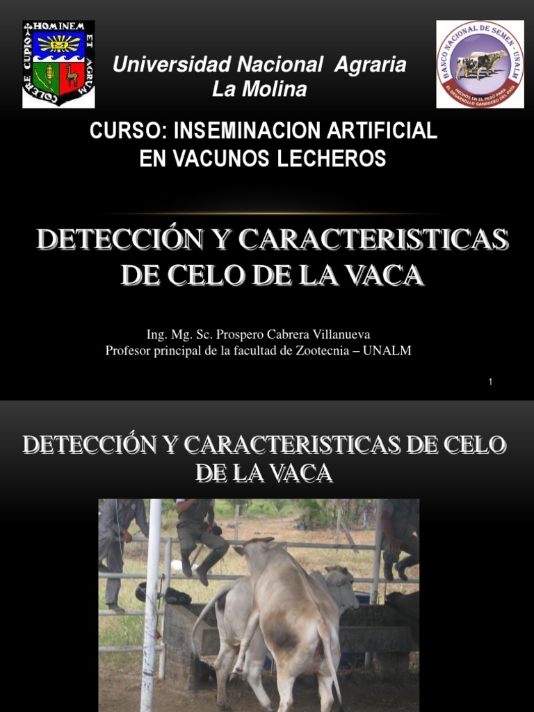 Detección y Caracteristicas de Celo de La Vaca | PDF | Vacas | Especialidades Medicas