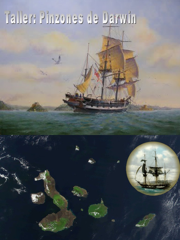 Pinzones de Darwin | PDF
